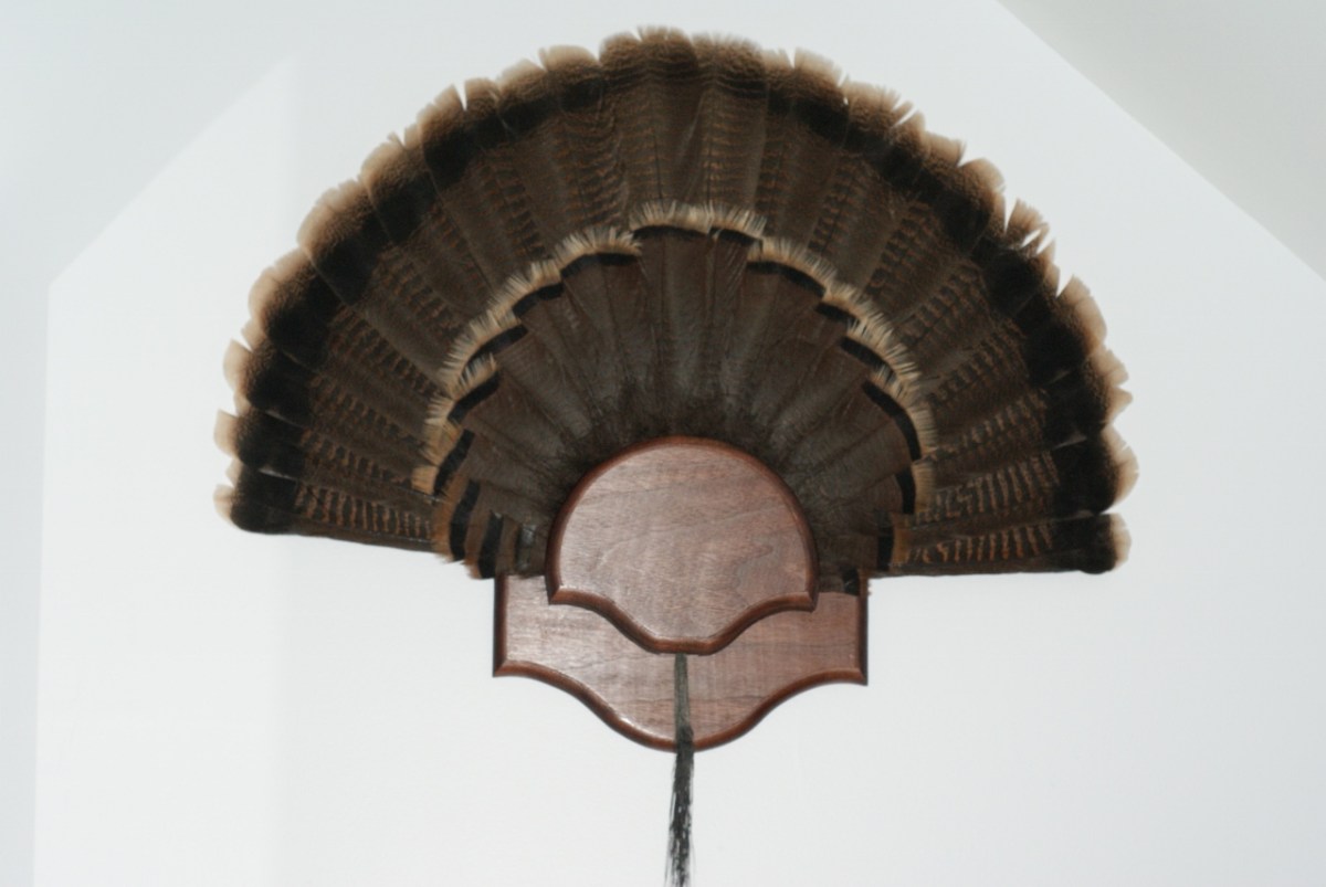 Turkey fan mount day-2 | Midnight Woodworking